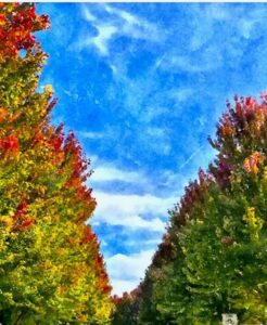 Medina City Parks - Visit Medina County